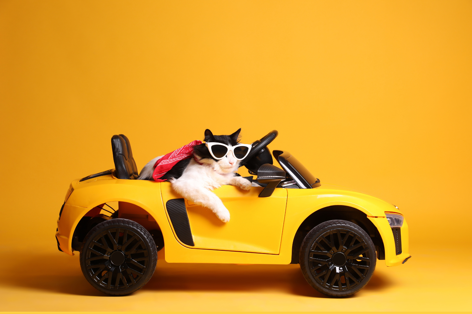 Como Viajar com Gato de Carro? Dicas Importantes para o Sucesso da sua ...