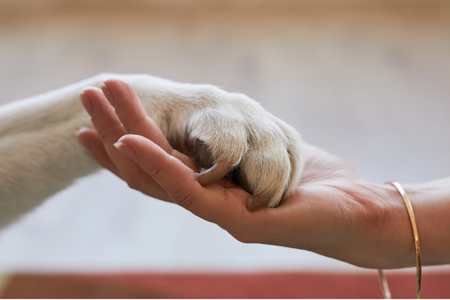 Passaporte Pet: Tudo o que Você Precisa Saber para Viajar com seu ...
